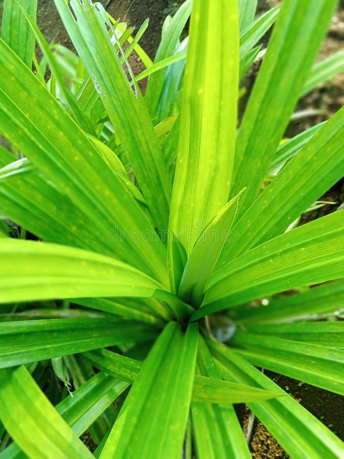 Pandan Leaves that Have a Green Color Stock Photo - Image of nature ...