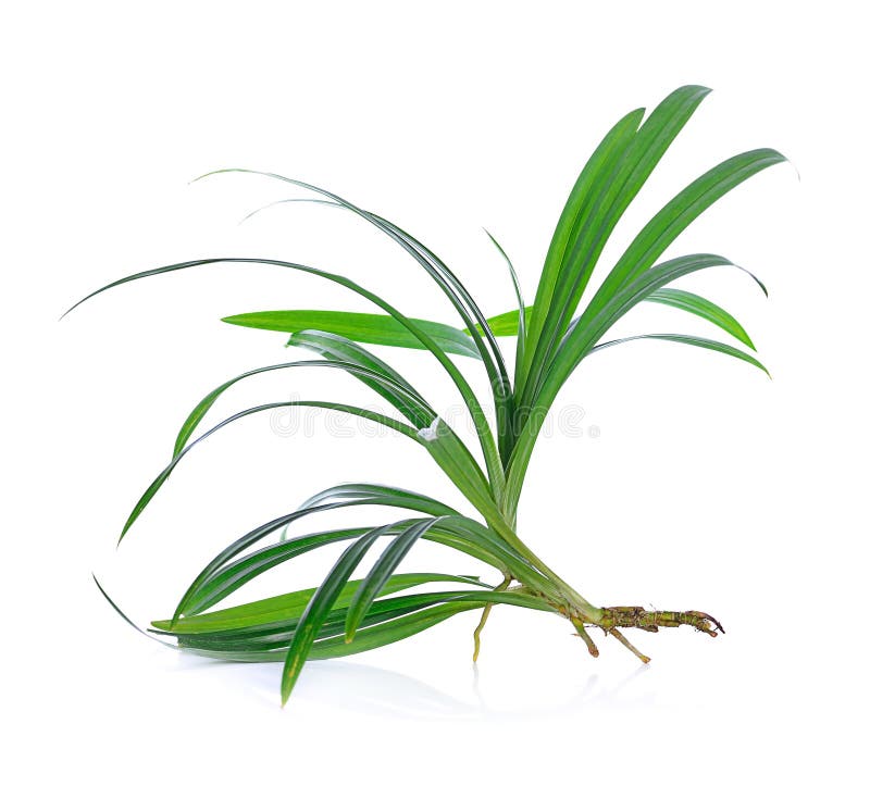 Pandan Leaves Isolated on White Background Stock Image - Image of plant ...