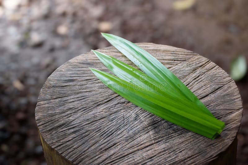 Pandan Leaves Put on Large Log with a Beautiful Pattern in Blurred ...