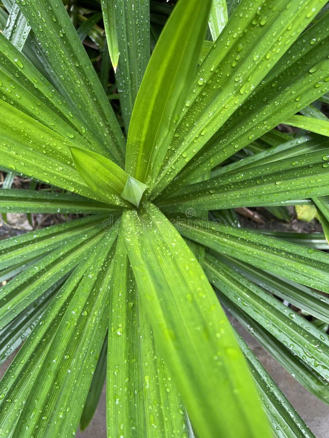 Pandan leaves after rain stock image. Image of plant - 229300259
