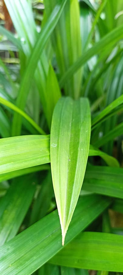 Pandan Leaves with a Refreshing Green Color Stock Photo - Image of ...