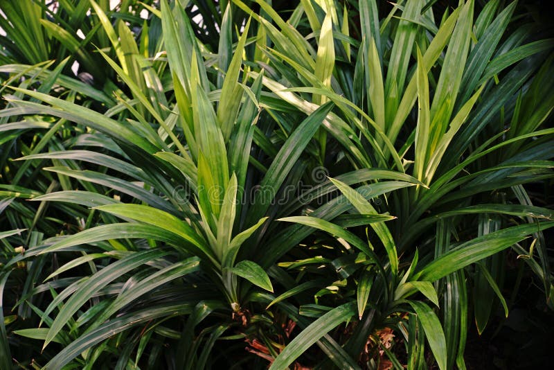 Pandan leaves;Screwpine stock image. Image of organic - 82990647