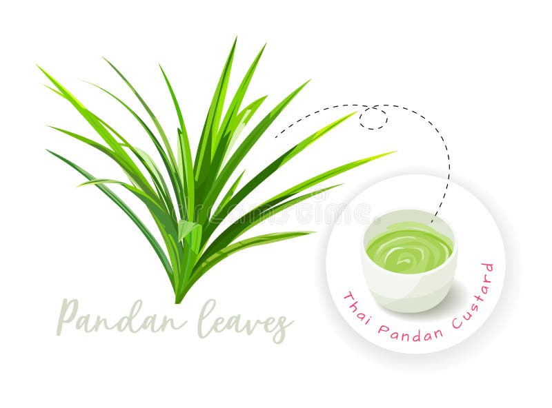 Pandan Stock Illustrations – 2,059 Pandan Stock Illustrations, Vectors ...