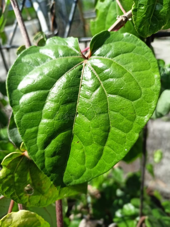 Pandan Leaves in the Yard. Photographed during the Day Stock Image ...