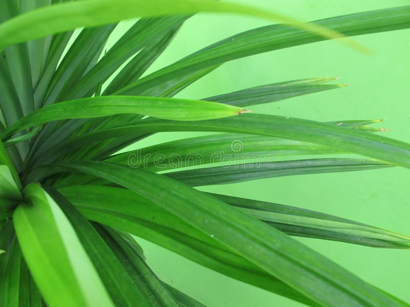 Pandan Tree, Also Known As Pandanus, Top View Stock Photo - Image of ...