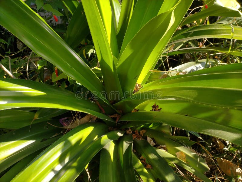 Pandan Plants Take from Top View Stock Photo - Image of plants, flower ...