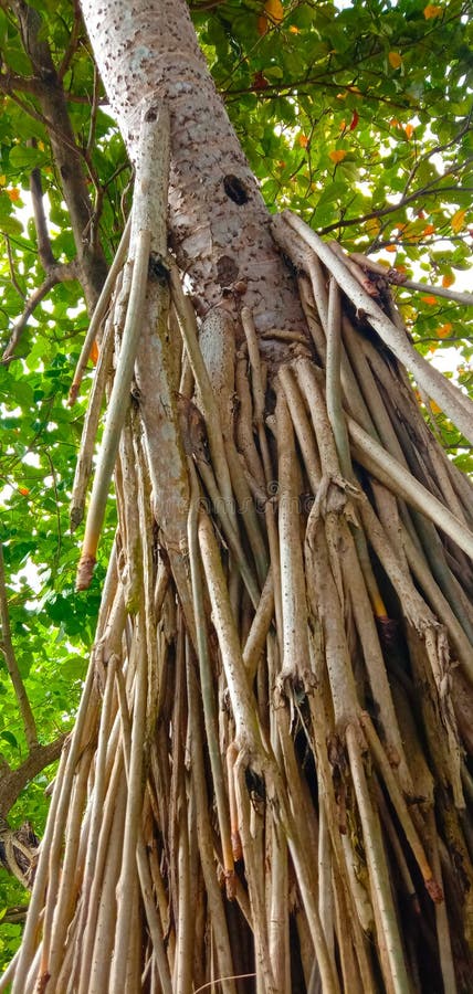 This is a pandan root poto stock photo. Image of flower - 211747044