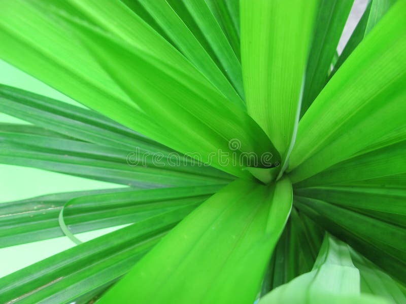 Pandan, Palm or Pandanus Plant Stock Photo - Image of environment ...