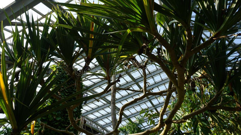 Pandan Tree Canopy Under the Greenhouse Ceiling Stock Photo - Image of ...