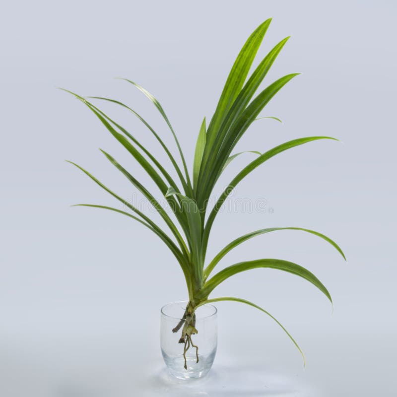 Pandanus Amaryllifolius, Pandanus Amaryllifolius Roxb or Pandom Wangi ...