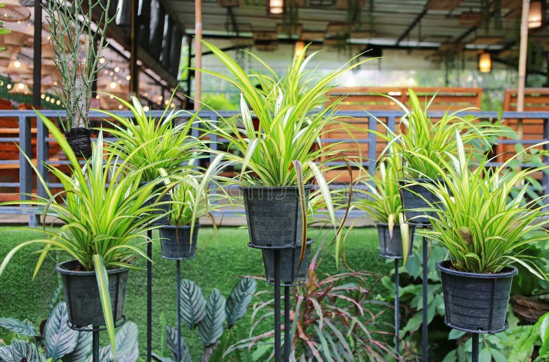 Pandan Tree in Pot. Garden Decoration Stock Photo - Image of fragrance ...