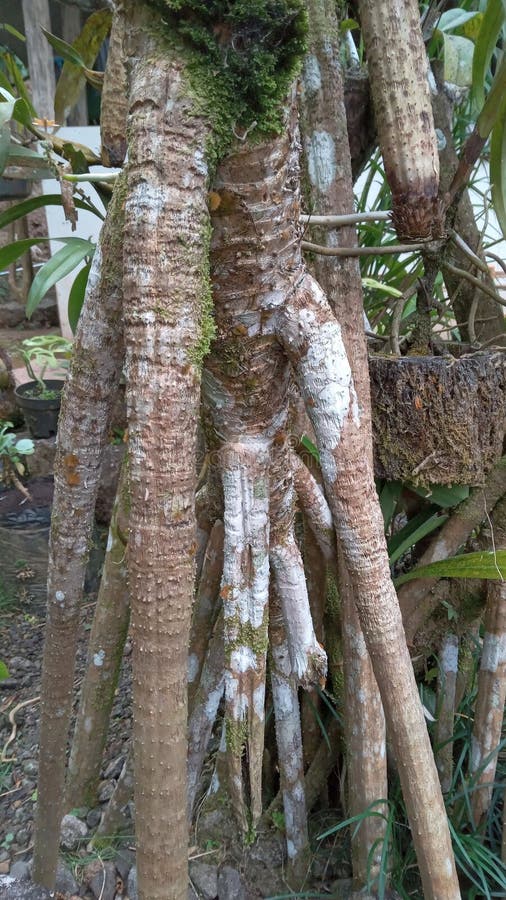 Pandan Roots Stock Photos - Free & Royalty-Free Stock Photos from ...