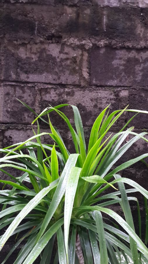 Pandan Tree, Also Known As Pandanus, Top View Stock Photo - Image of ...
