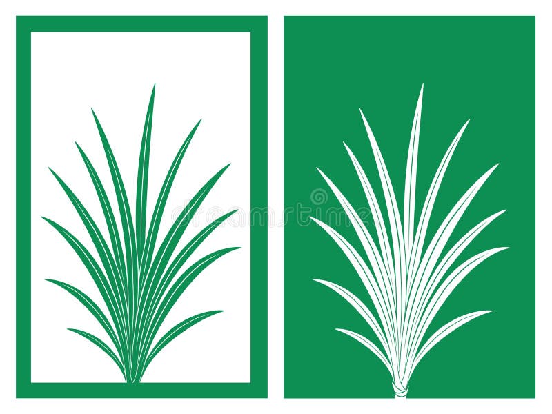 Pandan Vector and Illustration Stock Vector - Illustration of nature ...