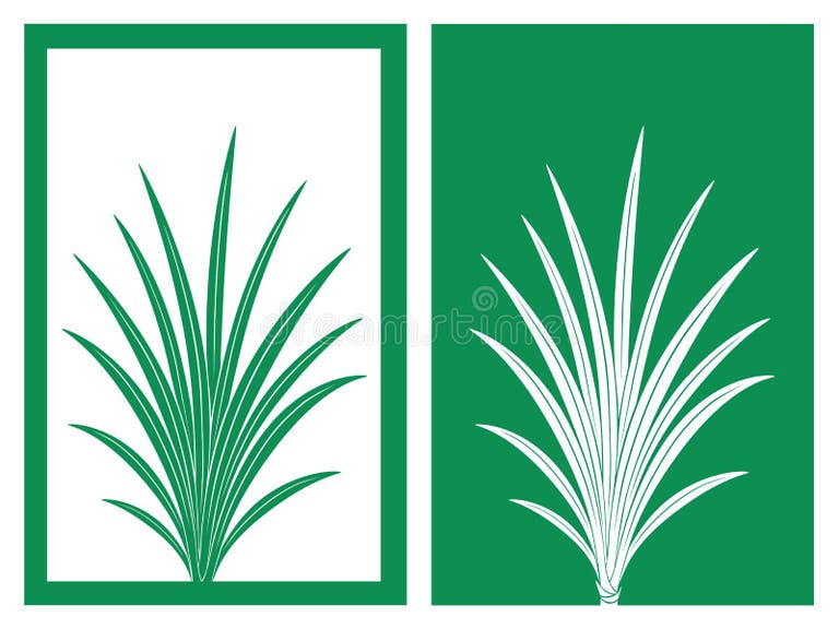 Pandan Stock Illustrations – 2,550 Pandan Stock Illustrations, Vectors ...