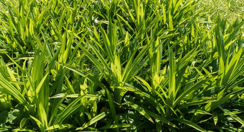 Pandan Tree Pandanus Amaryllifolius In Garden With Sunlight Stock Photo ...