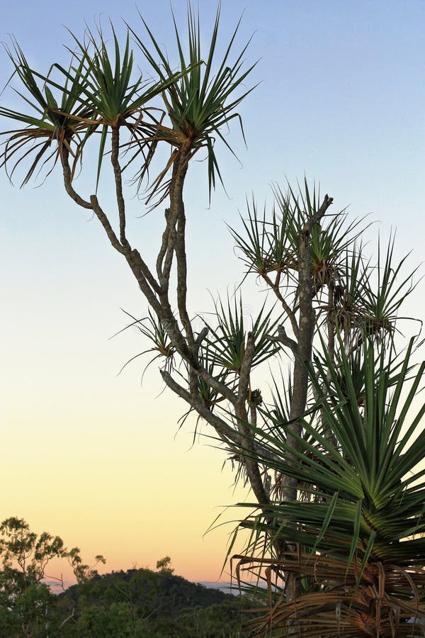 Pandanas Tree Against the Ocean Stradbroke Island Stock Photo - Image ...