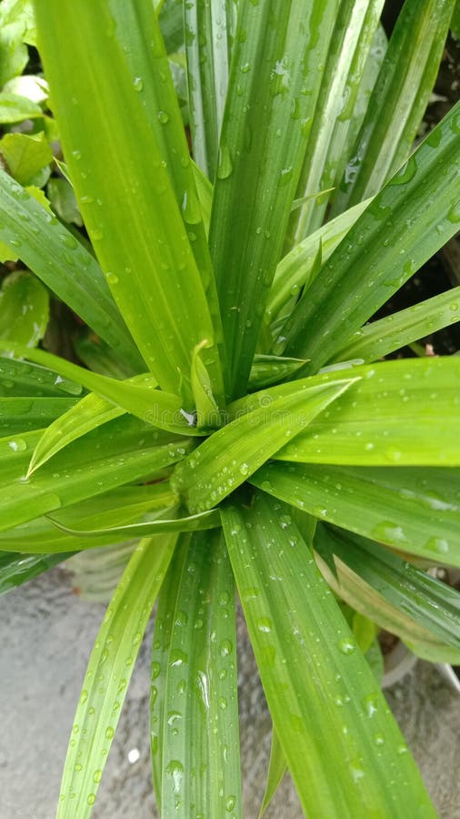 Pandanleaf Stock Photos - Free & Royalty-Free Stock Photos from Dreamstime