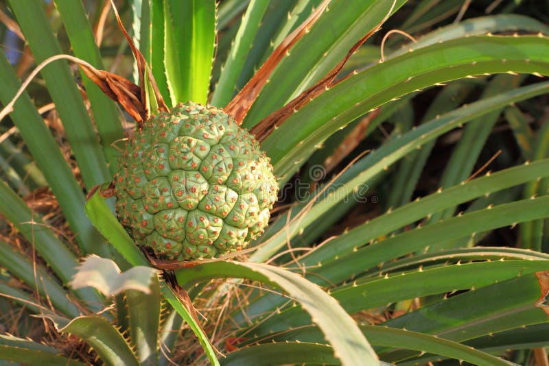 Pandanus stock image. Image of pandanus, flower, forest - 24985043