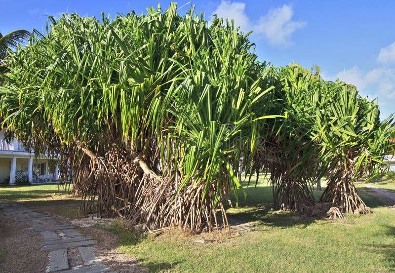 Pandanus stock photo. Image of plant, tropical, beauty - 25984328