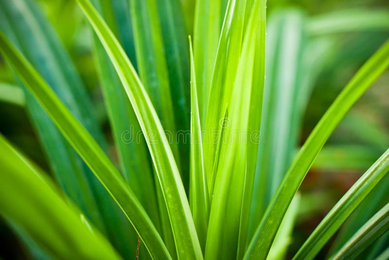 Pandanus Amaryllifolius, Pandanus Amaryllifolius Roxb or Pandom Wangi ...