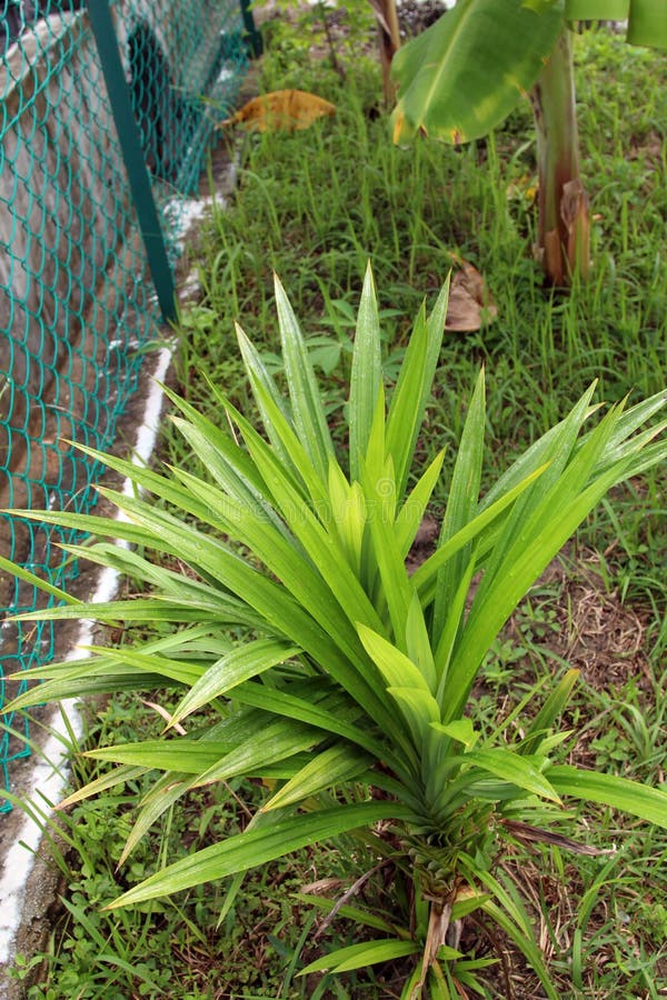 Pandanus Stock Photos - Download 3,502 Royalty Free Photos
