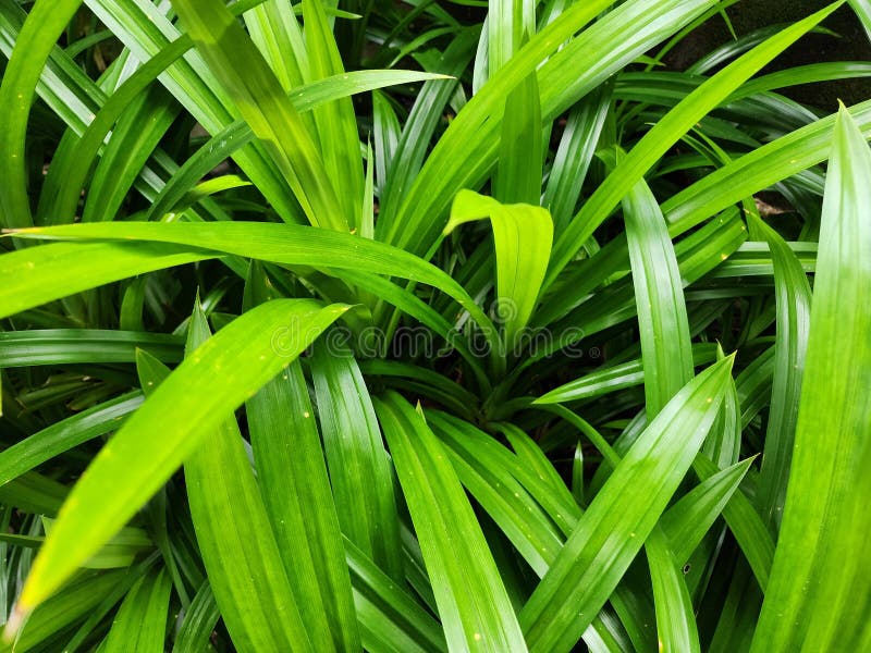 Pandanus Amaryllifolius stock image. Image of leaf, amaryllifolius ...
