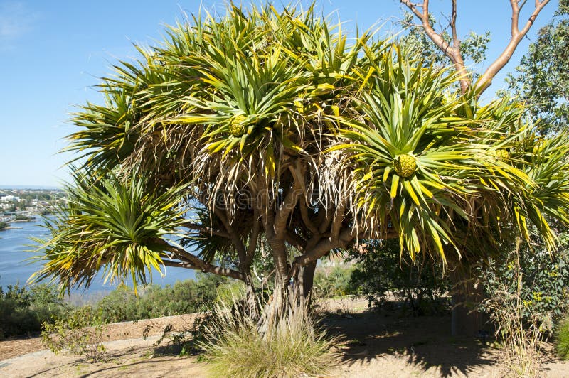 Pandanus Aquaticus Tree stock image. Image of tree, australia - 99128659