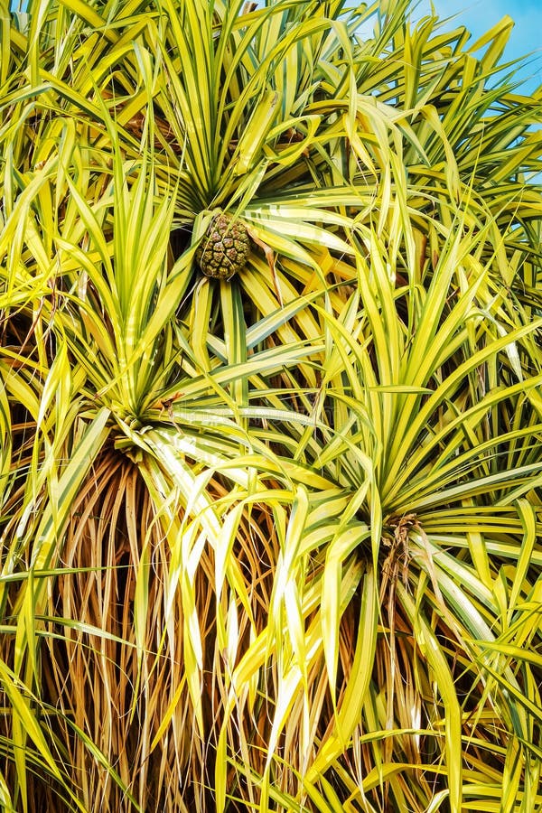 Pandanus baptistii stockbild. Bild von nave, pflanzen - 29988325
