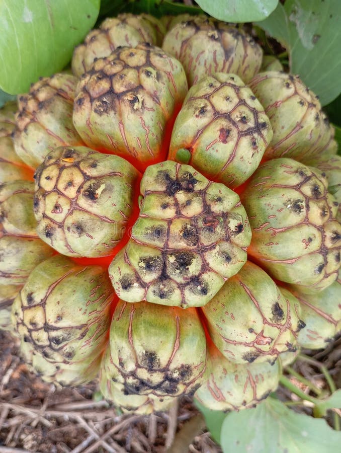Pandanus Fascicularis Fruit Stock Image - Image of plant, fruit: 341084455