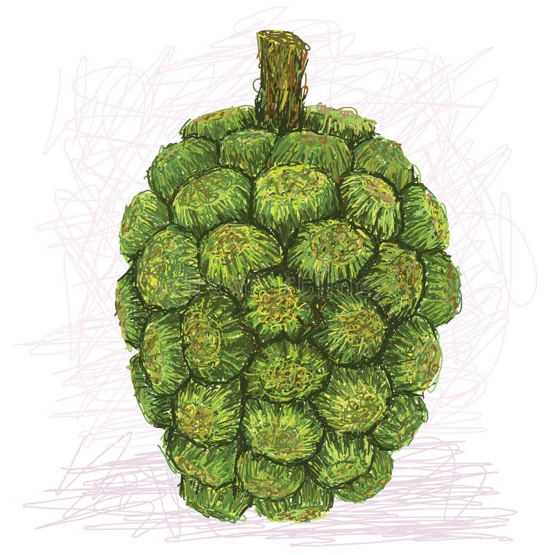 Pandanus Tectorius, A Native Fruit In Kiribati Stock Vector ...