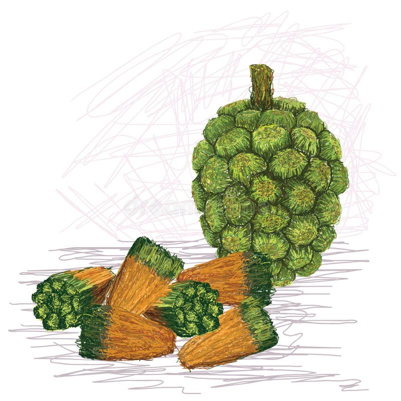 Pandanus Stock Illustrations – 446 Pandanus Stock Illustrations ...