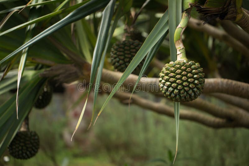 Pandanus Fruits Grow on a Tree on the Island Stock Photo - Image of ...