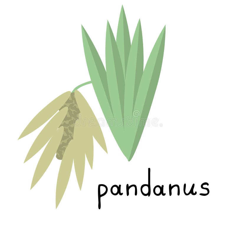 Vector Pandanus Stock Illustrations – 371 Vector Pandanus Stock ...