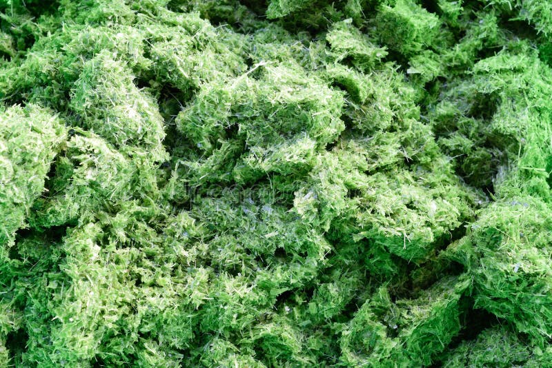 Pandanus Leaf Split Texture Stock Photo - Image of abstract, space ...