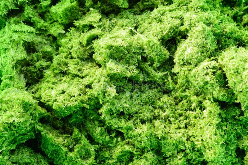 Pandanus Leaf Split Texture Stock Photo - Image of abstract, space ...