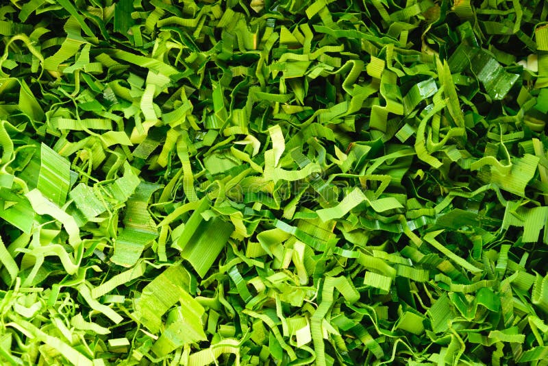 Pandanus Leaf Split Texture Stock Photo - Image of abstract, space ...