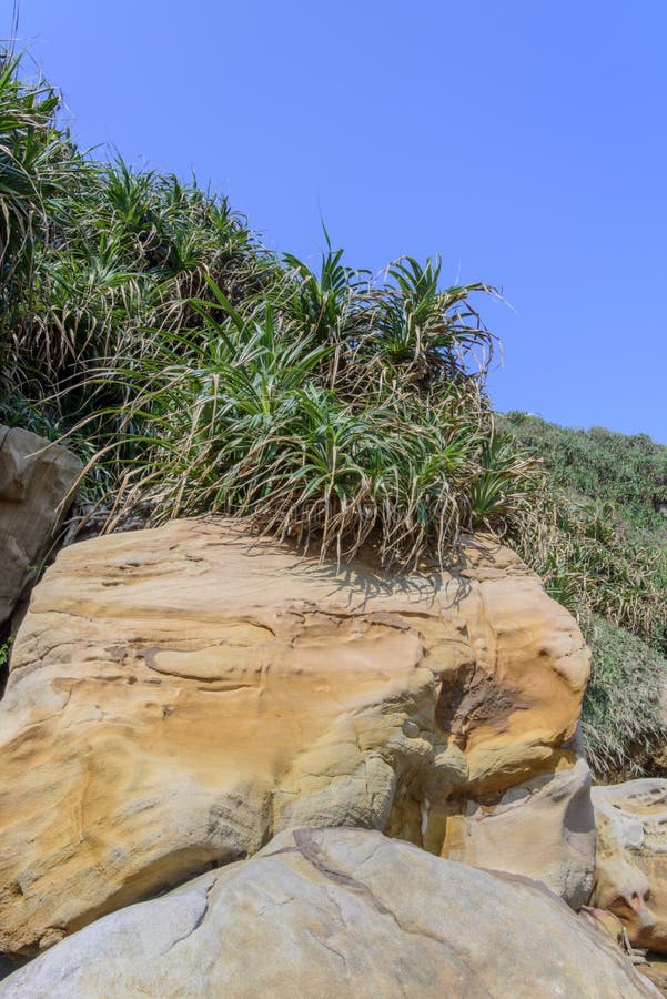 Pandanus near coast stock image. Image of mountain, holiday - 92187419