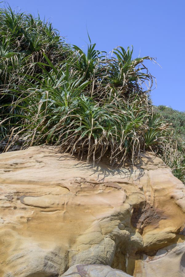 Pandanus near coast stock image. Image of ornamental - 92187481