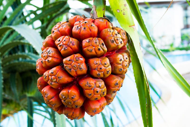 Pandanus tree with fruit stock photo. Image of pandanus - 41755306