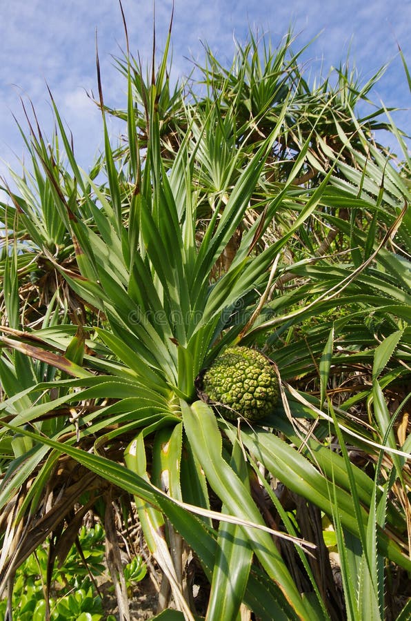 Pandanus Palm Fruit stock photo. Image of plants, palms - 78379304