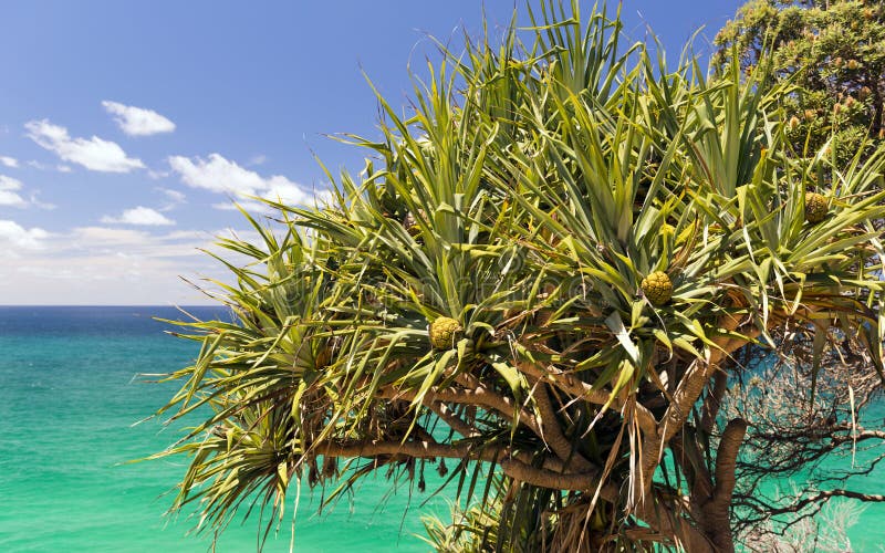 Pandanus Palm Tree stock image. Image of pandanus, beach - 36109515
