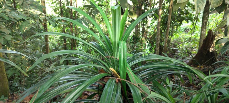 Pandanus or Pandan is a Group of Monocot Plants from the Genus Pandanus ...
