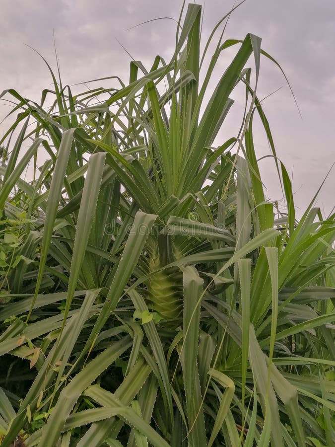 3,248 Pandanus Plant Stock Photos - Free & Royalty-Free Stock Photos ...