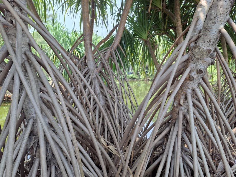 Stilt Roots Pandanus