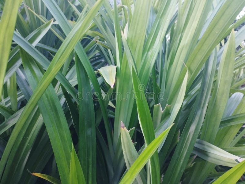 Pandanus plant in the yard stock image. Image of flower - 252404769
