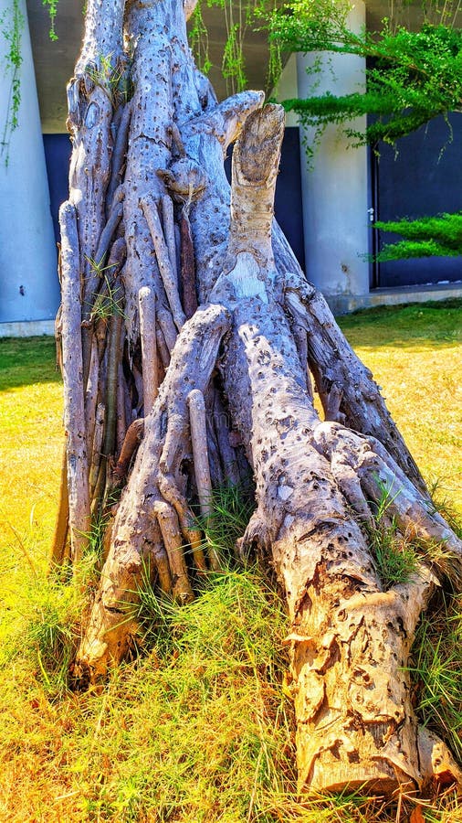 Pandanus root in backyard stock image. Image of nature - 221311117