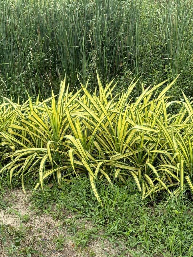 Pandanus Sanderi Plant in Nature Garden Stock Image - Image of yellow ...