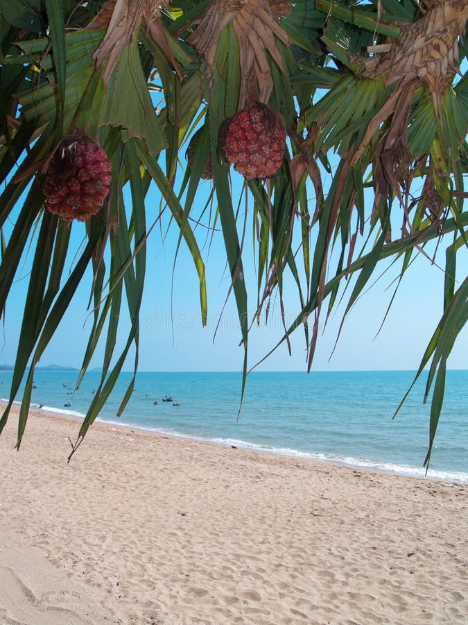 Pandanus tectorius stock image. Image of screwpine, pandanus - 27177203