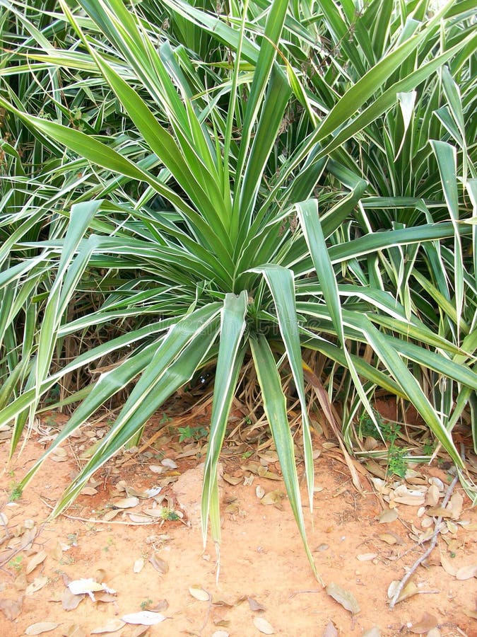 Pandanus tectorius stock image. Image of pine, sunlight - 38100625